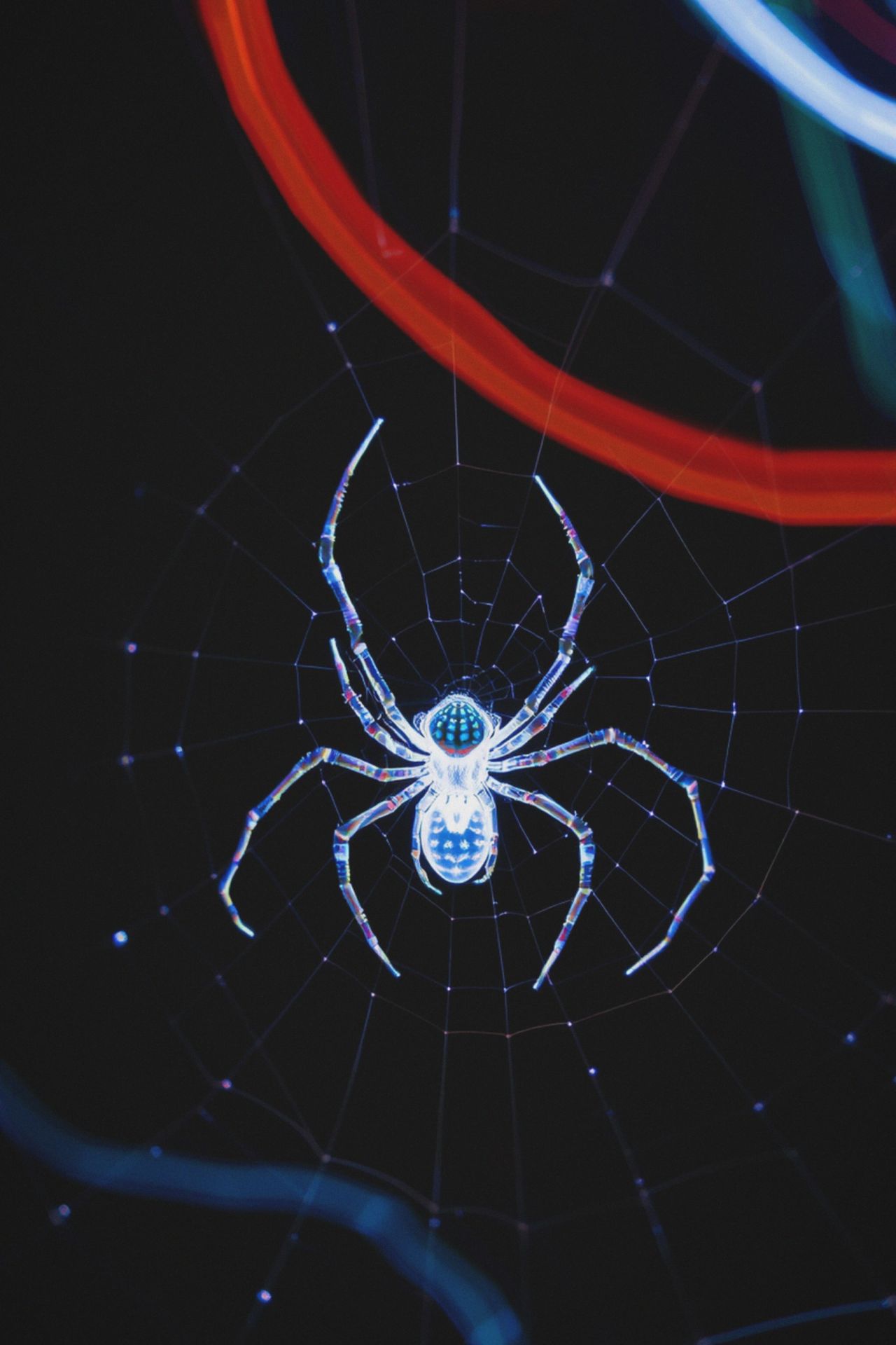 Create a true optical illusion, spider with a mutated head is in its web, V-Ray render, 3D ...